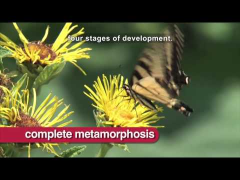 Science Video Vocab: Metamorphosis (Accessible Preview)