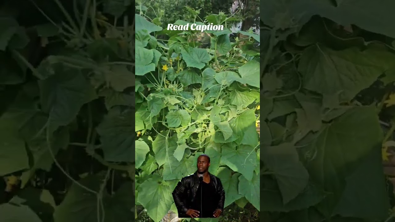 This was a trial and error year, now we know how aggressive cucumbers are GEESHHH🤣#vegetablegarden