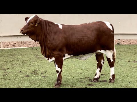 Paint Beefmaster - J&J Cattle Co