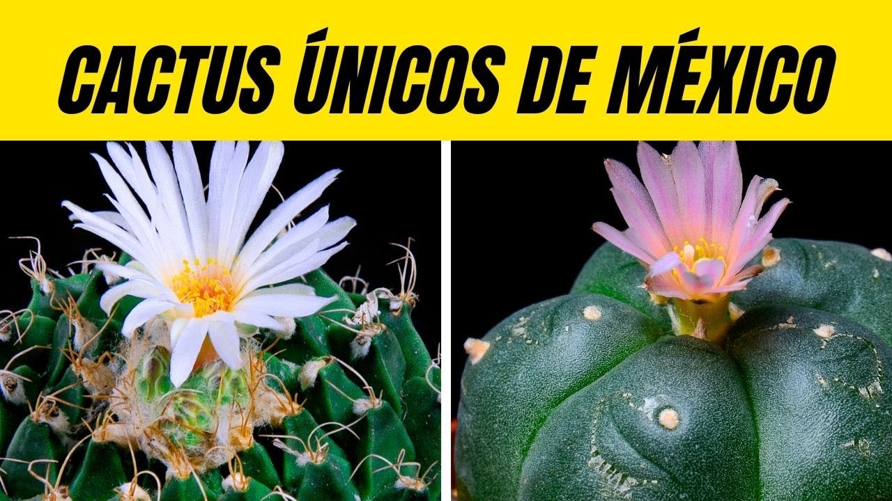 Top 10 Unique Cacti from Mexico That Will Surprise You