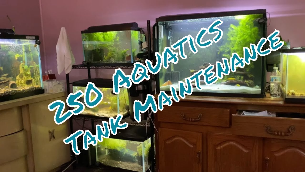 250 Aquatics Water Changes and Tank Maintenance