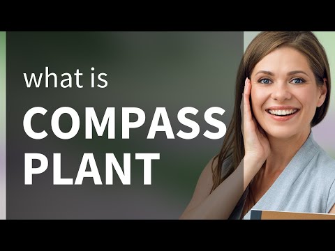 Compass plant • meaning of COMPASS PLANT