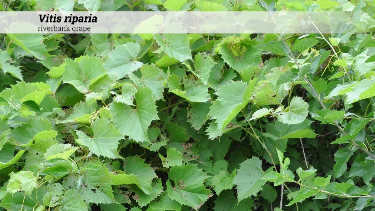 riverbank grape (Vitis riparia)