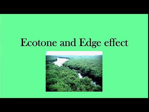 Ecotone and Edge effect | envirocademy