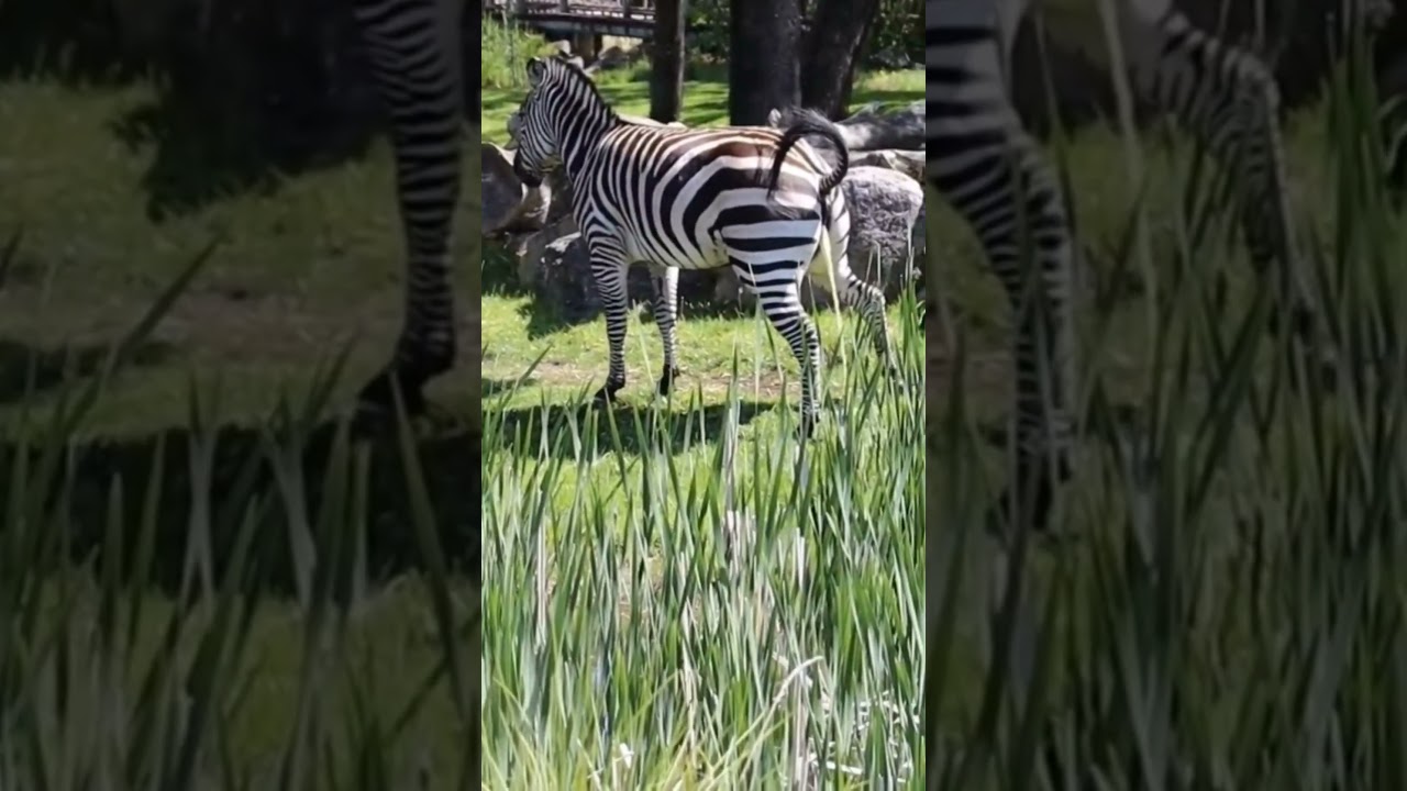 Pause Pipi Zèbre #Shorts #Shortvideo #Viral #Short #Viralvideo #Nature