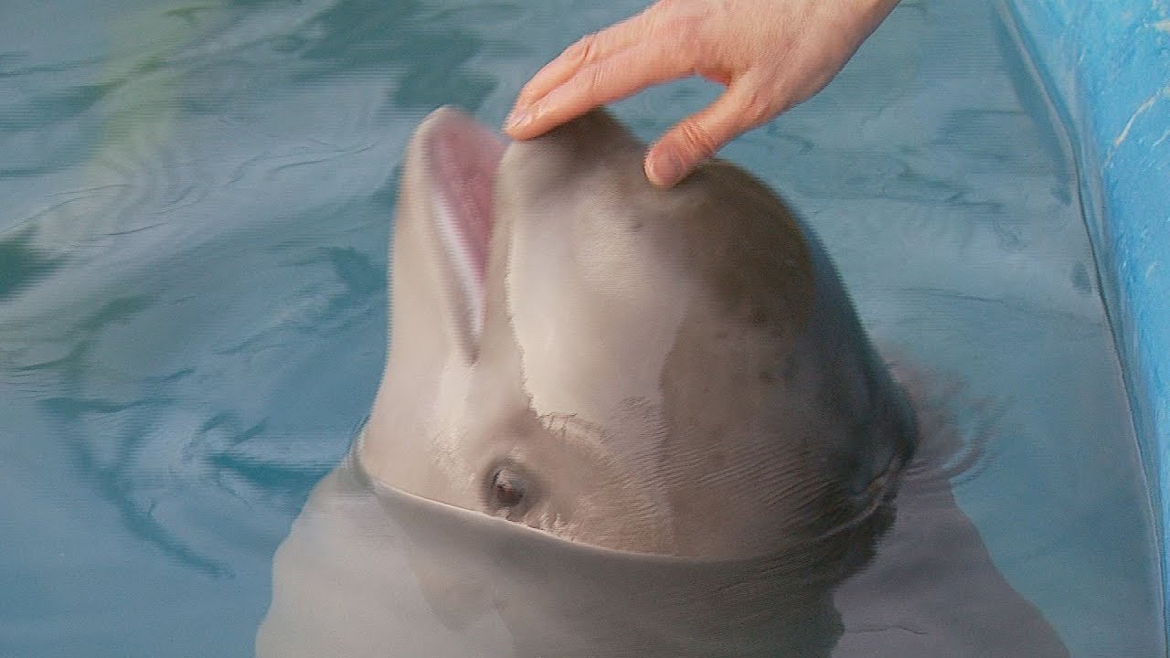 Baby beluga doing well !  PKG