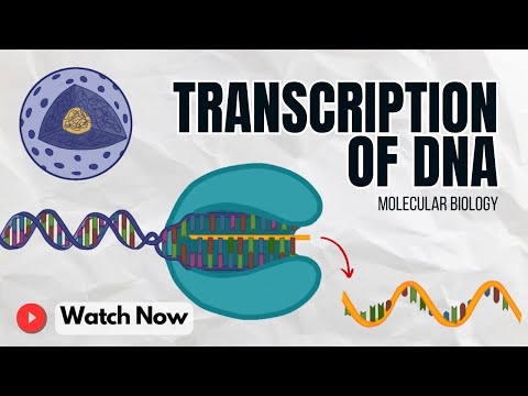 DNA Transcription Made Easy: A Step-by-Step Guide Animation Lecture | Molecular Biology
