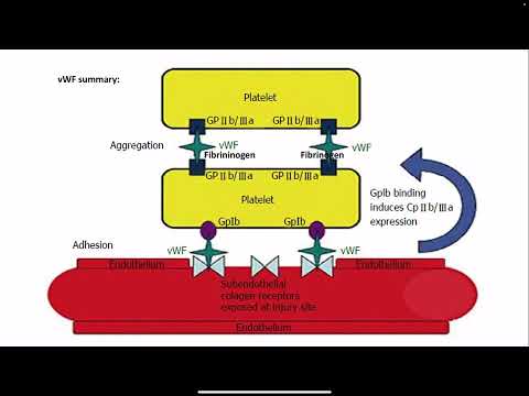 Hematology NBME/STEP 1 Review