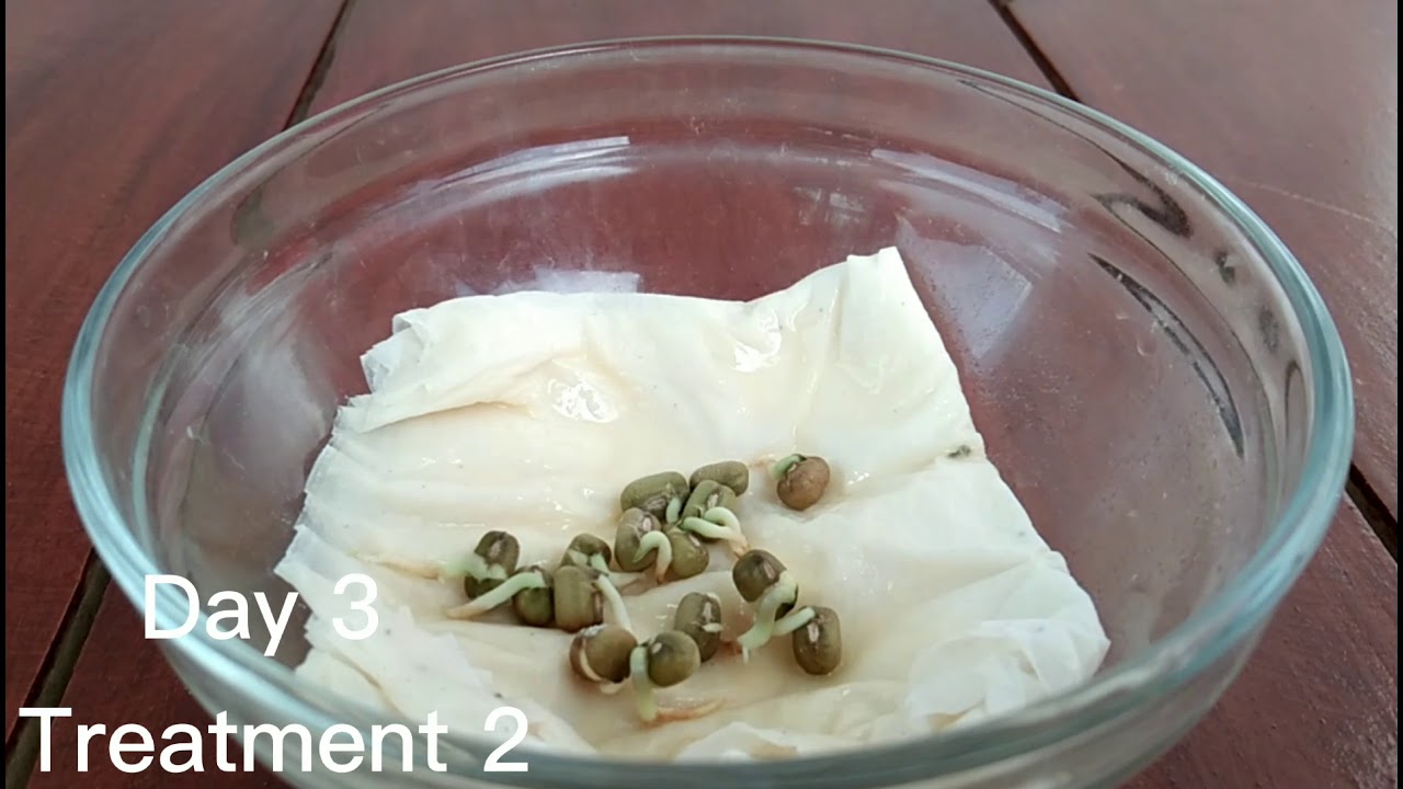 Laboratory Exercise 2. SEED GERMINATION