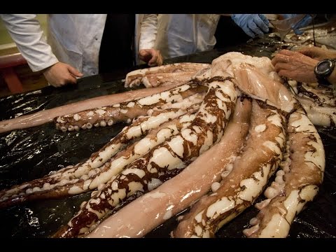 Colossal 350-Kilogram (771-Pound) Squid Defrosted and Autopsied - Softpedia