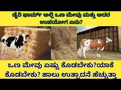 which is the best dry fodder | Dairy farm fibres in dry grass| cattel feed Dairy feed formulas