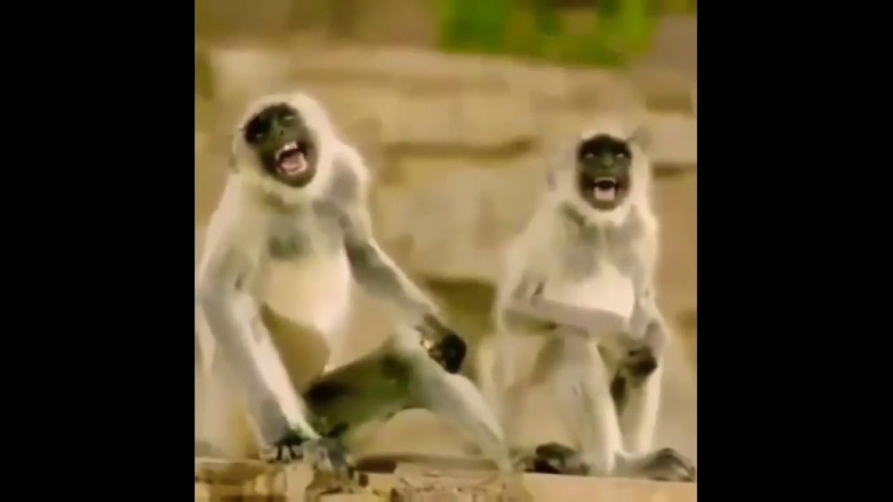 MONKEY LAUGHING MEME | No copyright