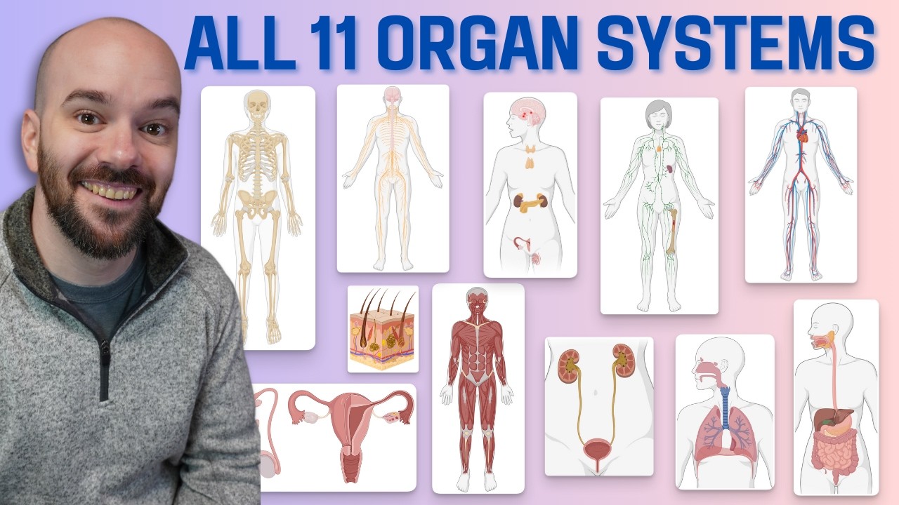 11 Organ Systems of the Human Body (Made Easy!)