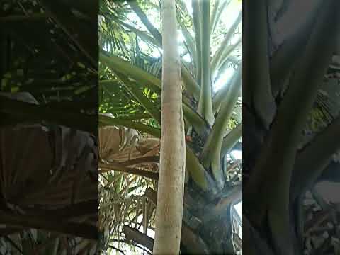 barghad ka tree #tad me uska jar kaise hai # youtube shorts