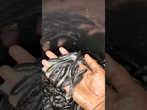 Murrel Fish Seed - Wholesale Price & Mandi Rate for Mudfish seed