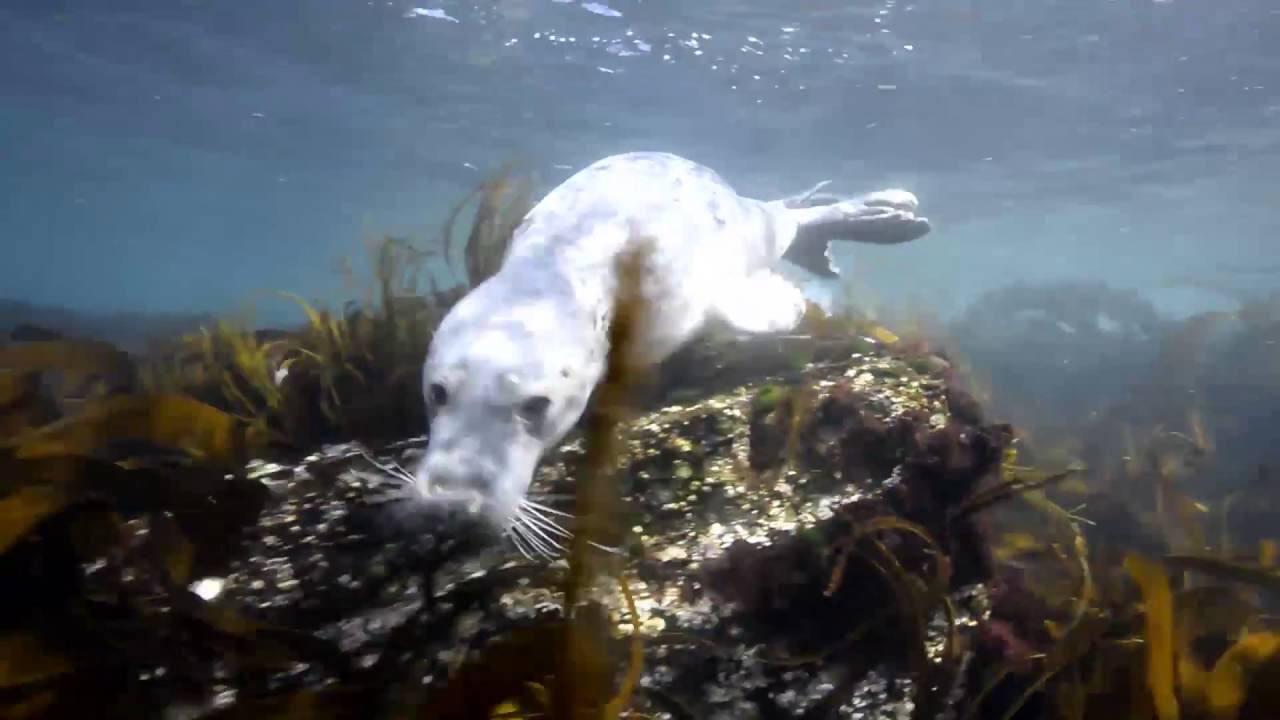 Marine Ecosystems Research Programme