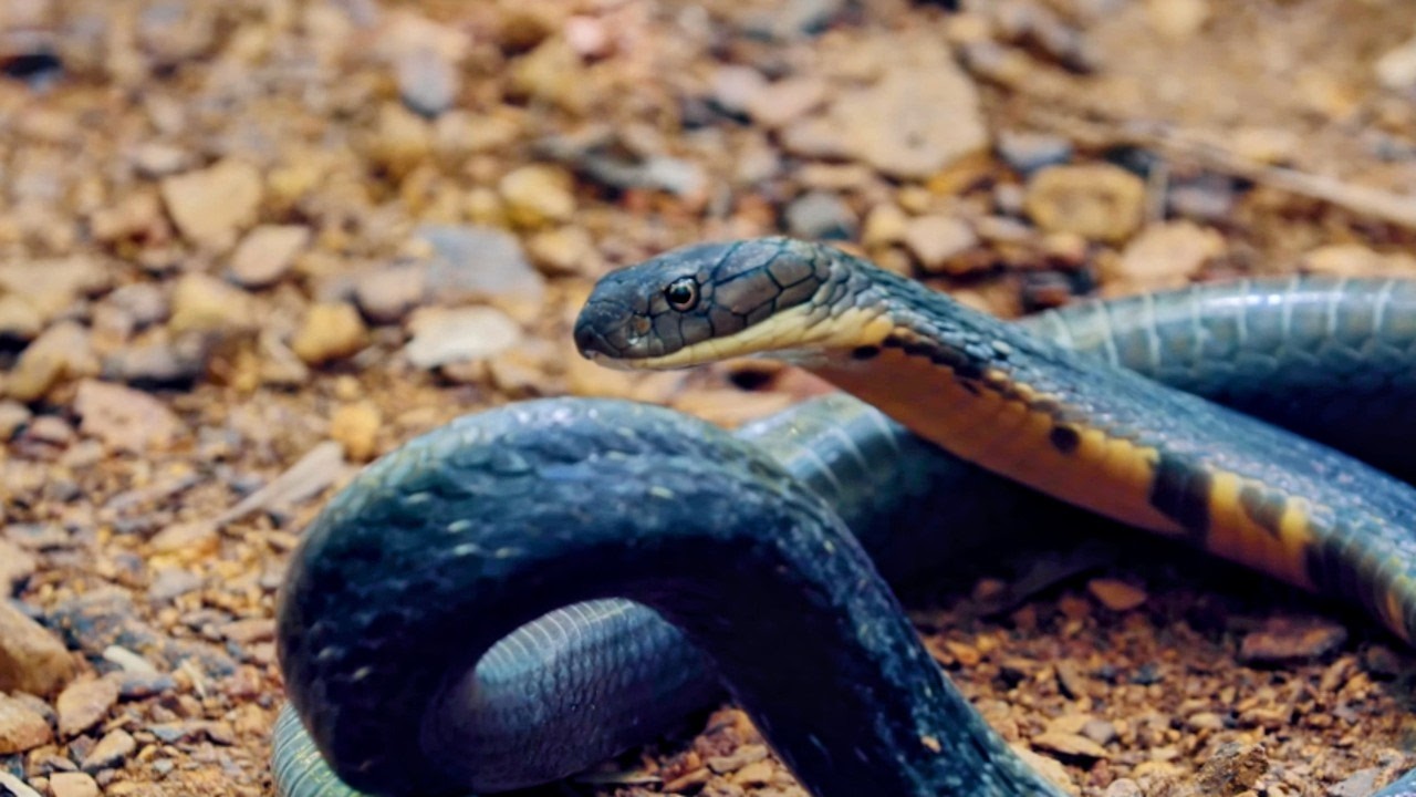 Documentaire | Le roi des cobras, le plus dangereux au monde