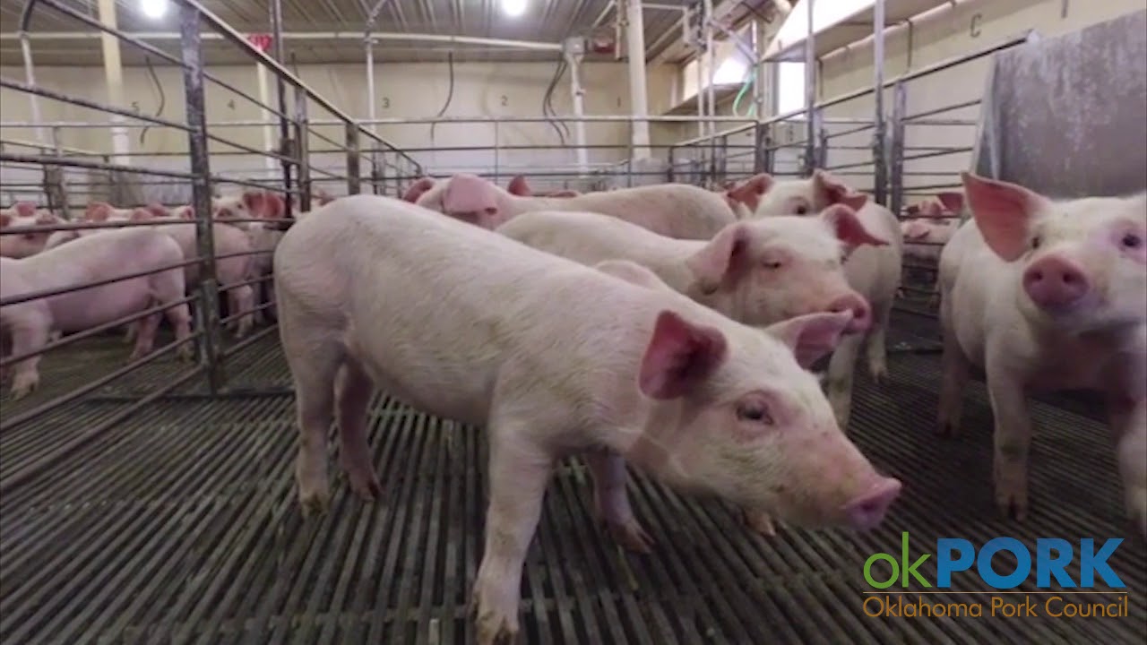 A Day in the Life: Rebecca Robbins - Seaboard Veterinarian