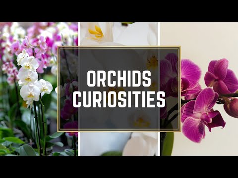 FUN FACTS ABOUT ORCHIDS