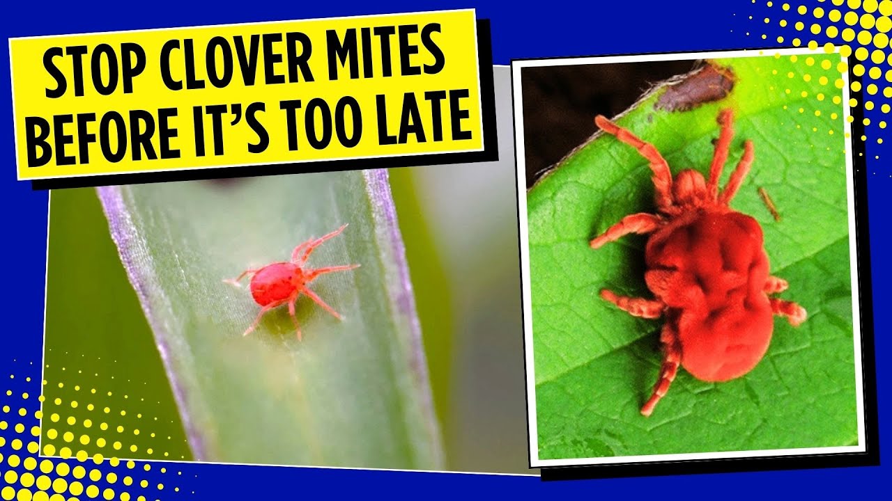 How to Get Rid of Clover Mites FAST! Just Try This SIMPLE Solution!