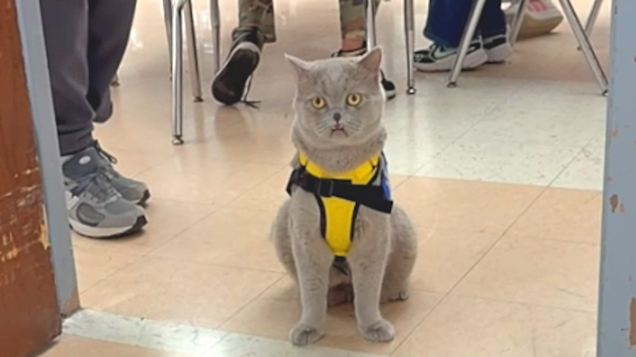 Cat hilariously claims school as his own