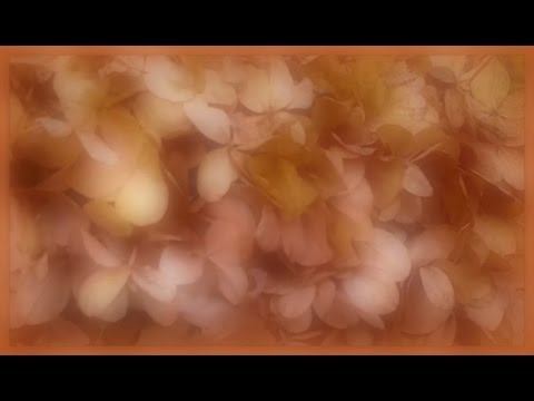 Walk Through Olbrich Botanical Gardens