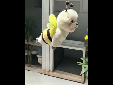 The bichon puppy is about to start collecting honey.#dog #cutedog #bichon #ai #puppy
