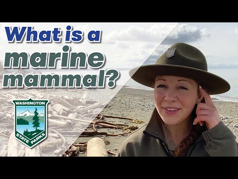 What is a marine mammal?