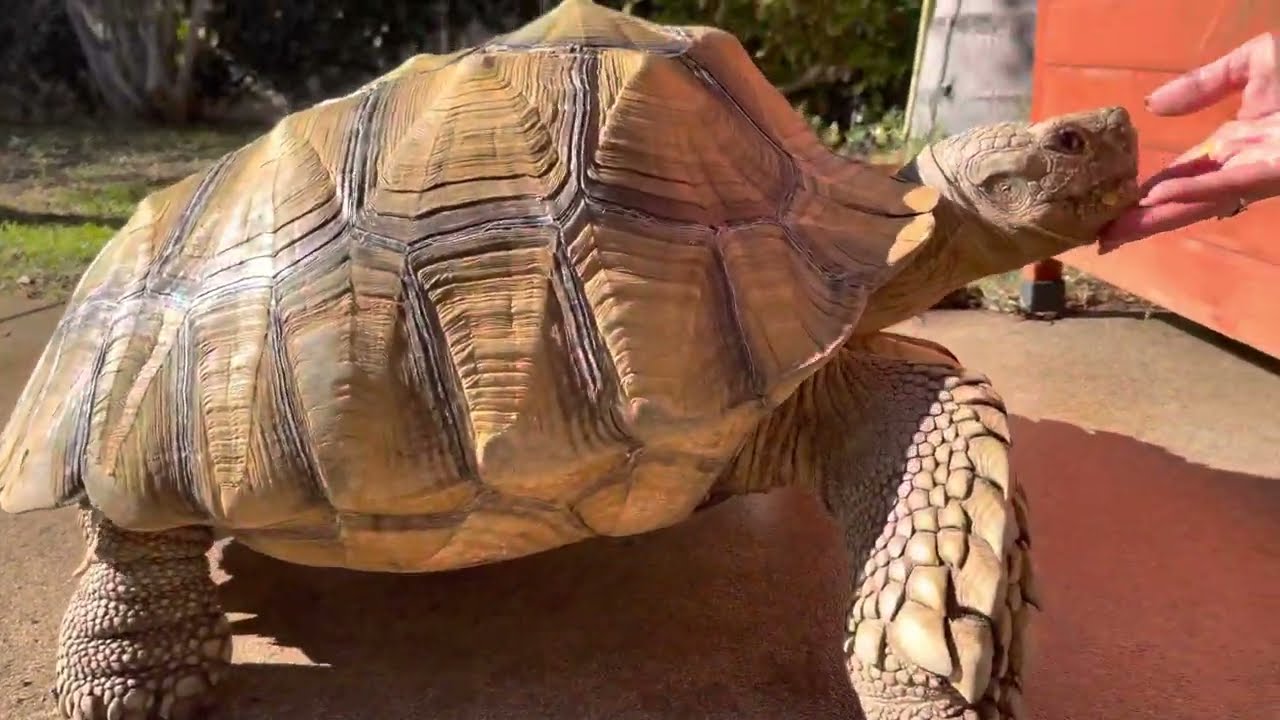 SECRET TO A HEALTHY SHELL
