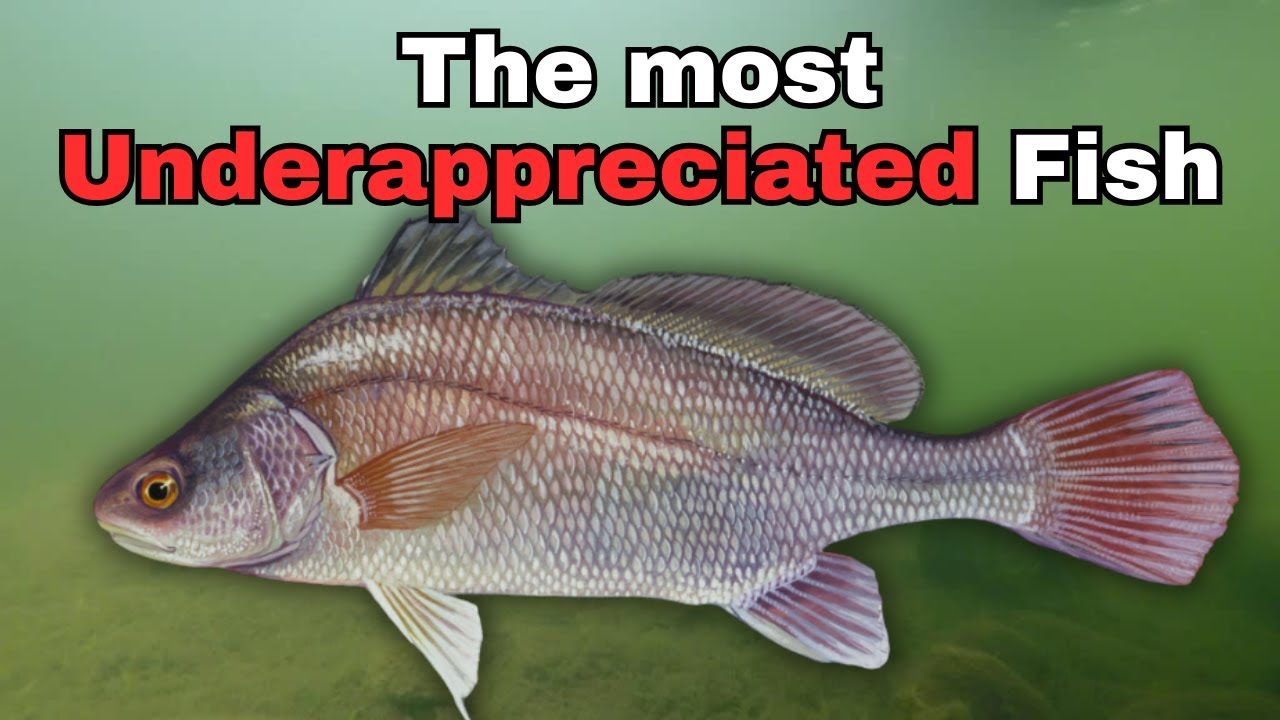 The MOST Controversial Fish ep.7- Freshwater Drum