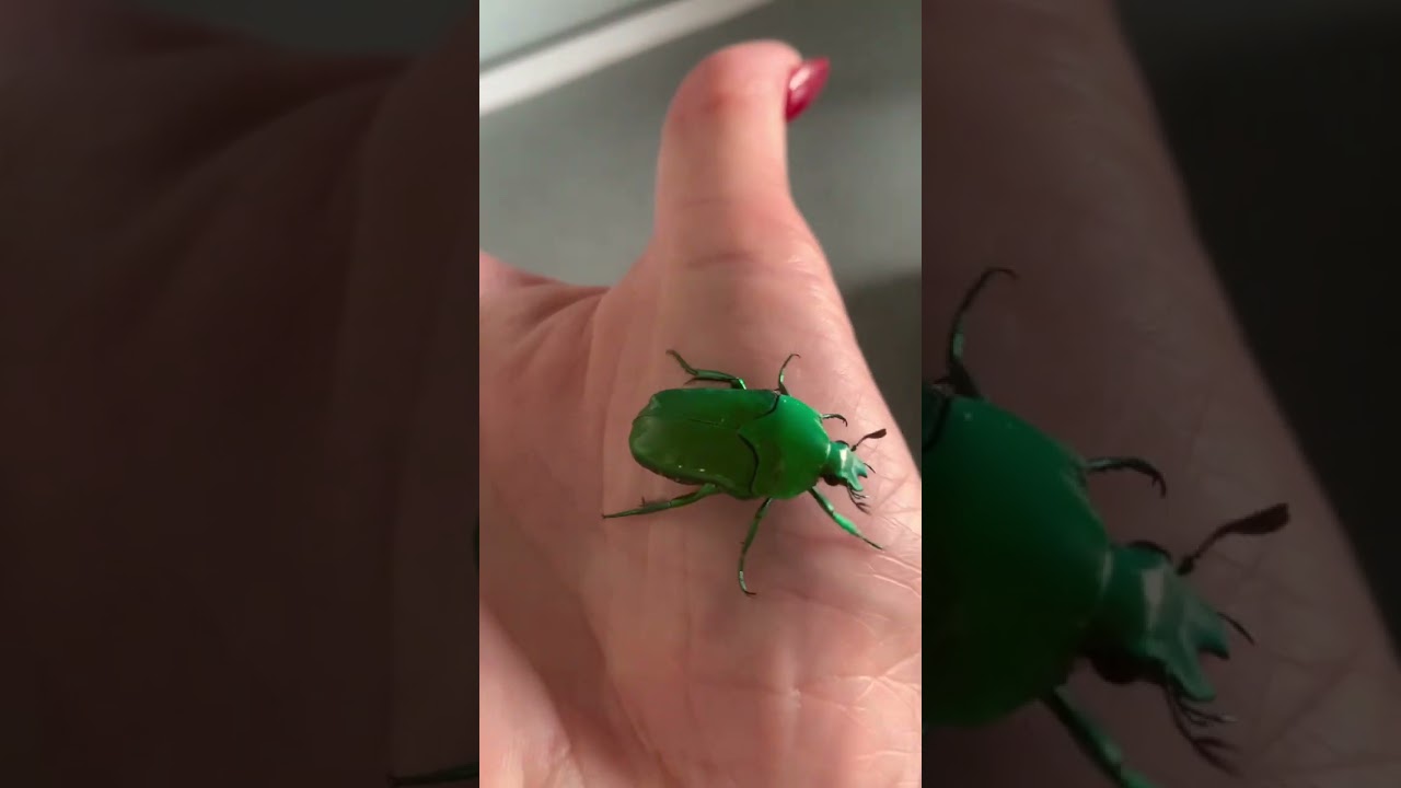 What a stunning green beetle! 💚💚💚