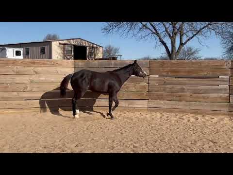 2021 Gelding sired by Good Machinery x RL Daughter