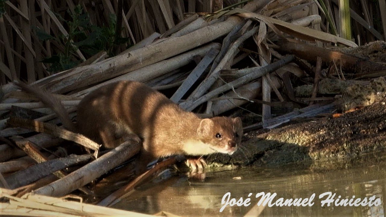 Comadreja salvaje bebiendo agua. Mustela nivalis - weasel por José ...