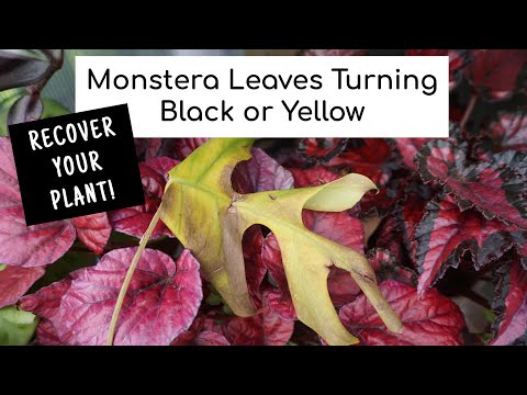 Monstera Leaves Turning Black or Yellow and curling down