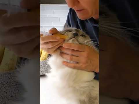 #shorts Cat Diarrhea or Constipation Quick Relief 🎃