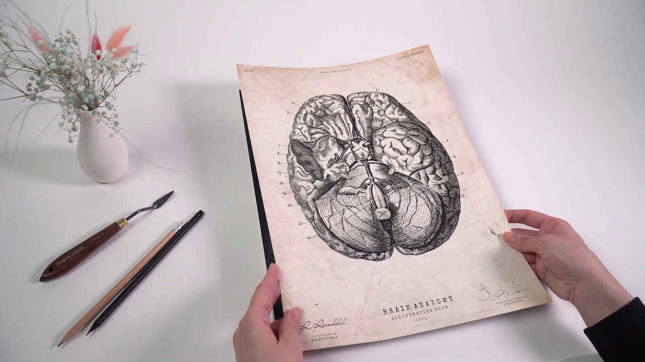 Codex Anatomicus - Our Anatomy Art Print Quality