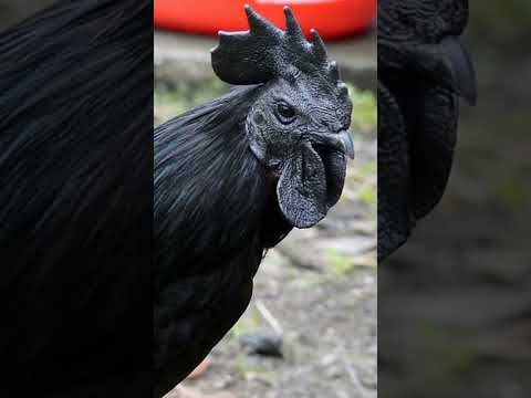 Ayam Cemani 🐔