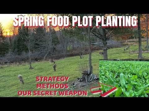 SPRING FOOD PLOTS 2025