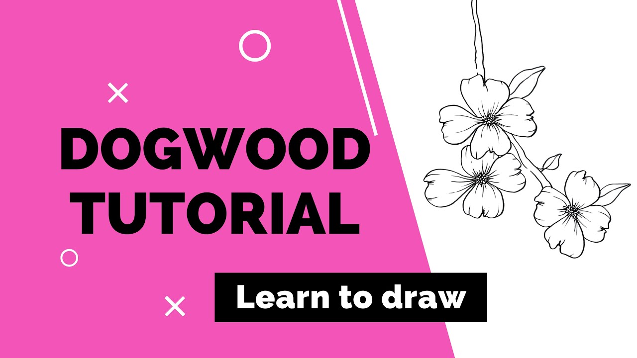 Learn to draw: Dogwood Flower Tutorial