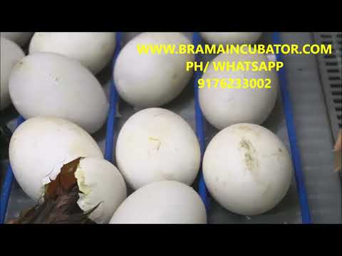 Chick Brooder and Chick Guard - Brooder Guard Latest Price ...