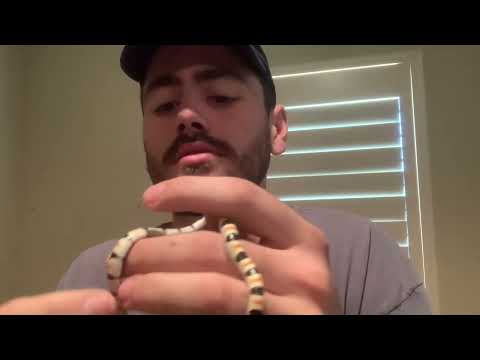 Western Shovelnosed snake (Chionactis annulata) care