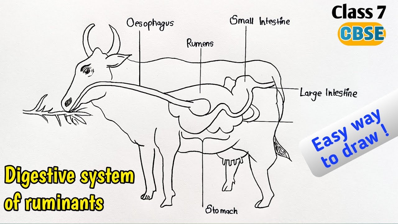 Digestive system of ruminants diagram|cow's digestive system drawing.