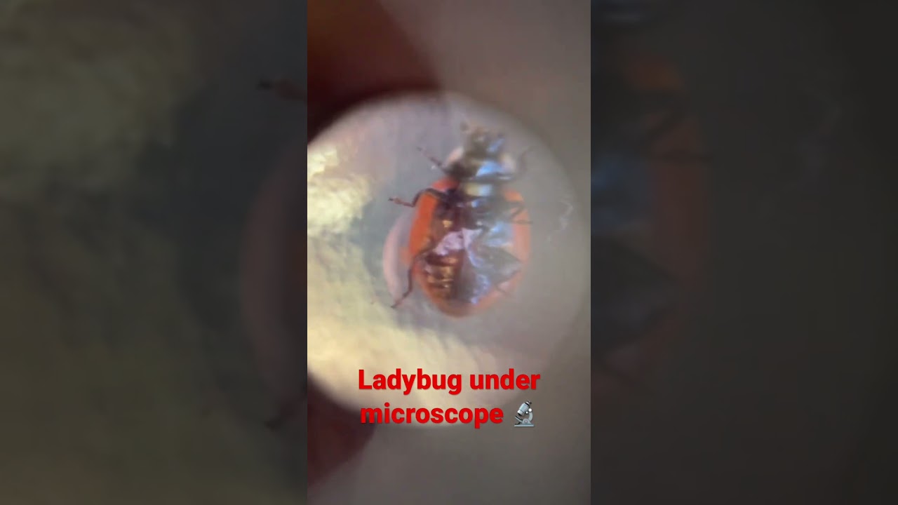 My lady bug under the microscope 🔬 #animals #biology #microbiology