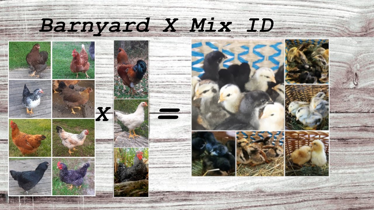 Cross Breed and Barnyard Mix Chicken ID: Barred Rock, Isa Brown, Cochin, Leghorn