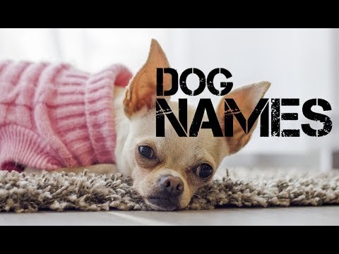 female Dog Names that start with z