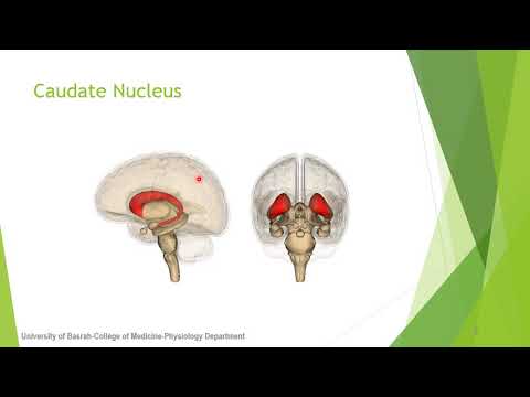 L4 Basal Ganglia new