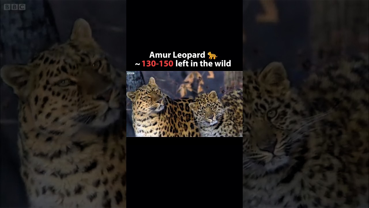 Population of animals in the world 🤯 #viral #shorts #youtube