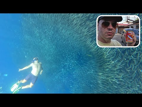 Človek vs milión sardiniek | Moalboal, Filipíny