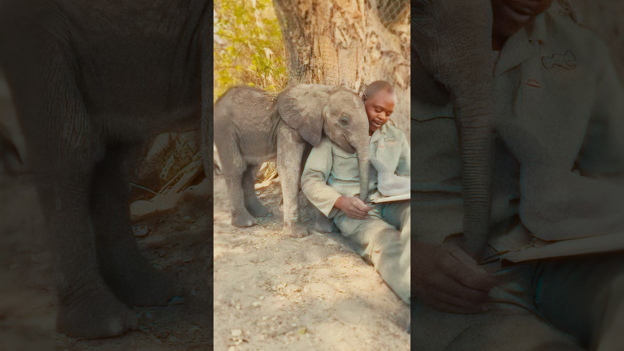 Baby Elephant & Human Have a Special Bond 💛