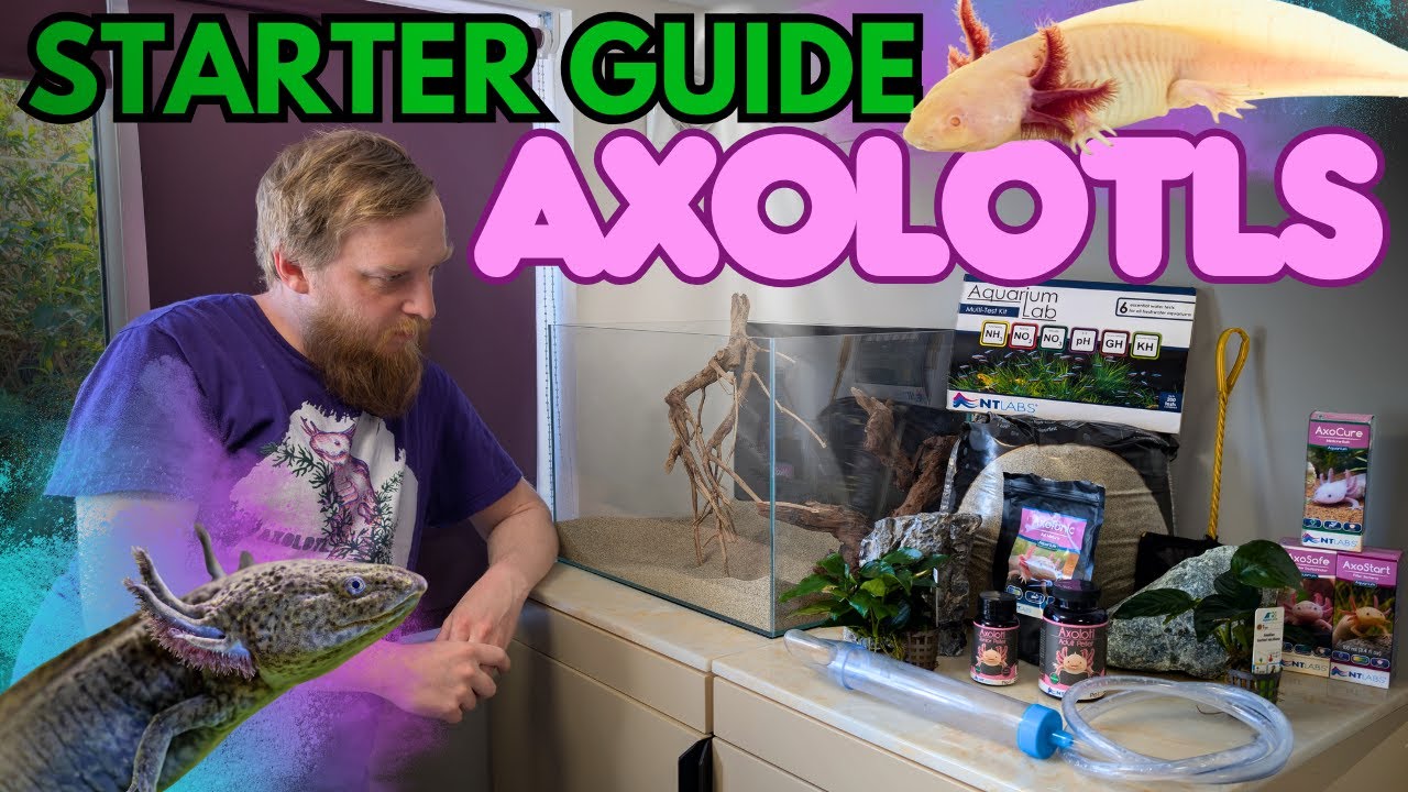 Starting an Axolotl aquarium? Watch this FIRST